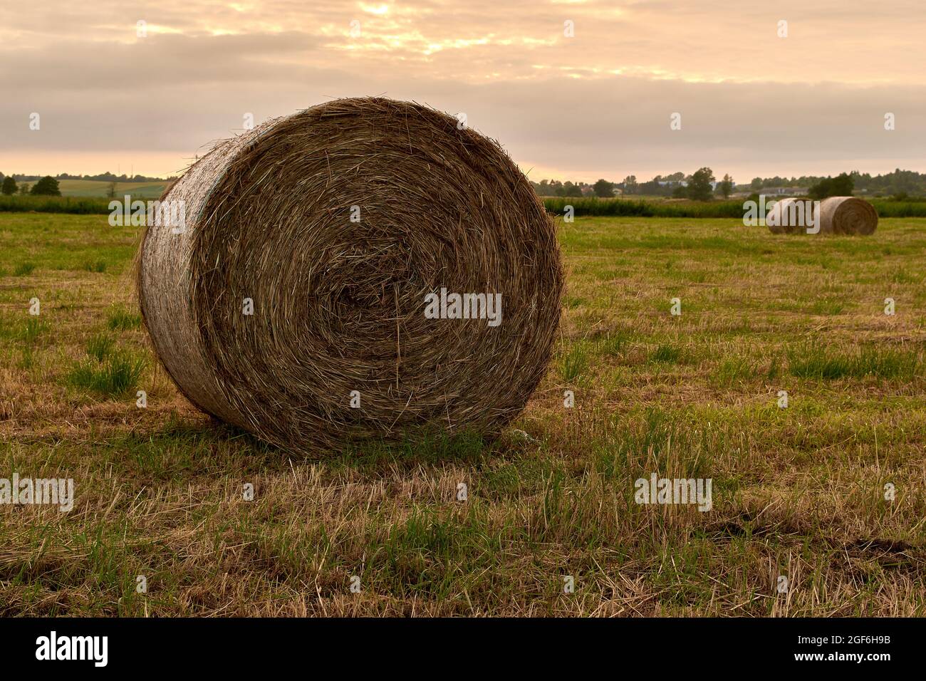 Round hay bale in a field on a sunset Stock Photo - Alamy