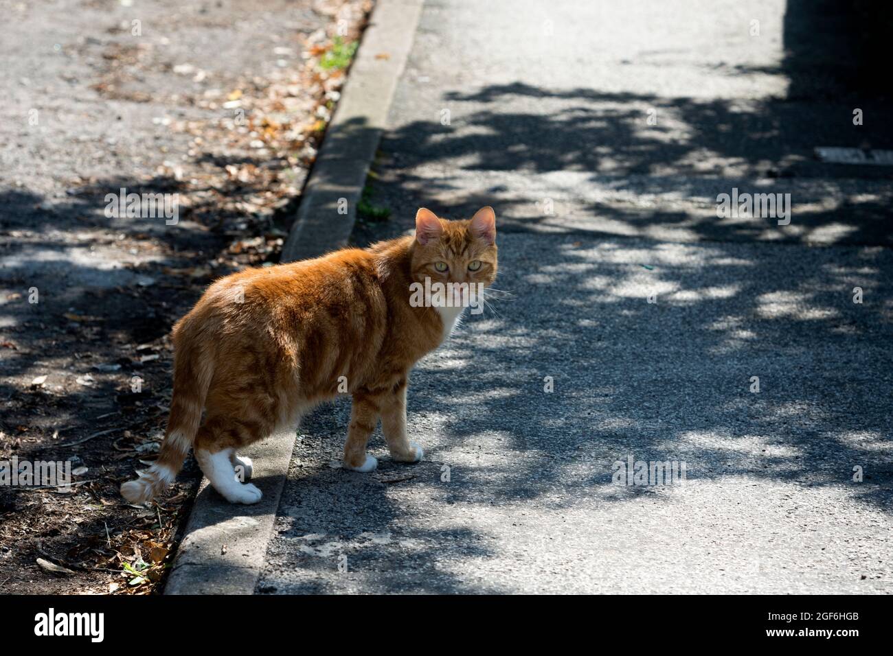 Dappled Golden She Cat Create A Cat Garden That You And Your Cat Will