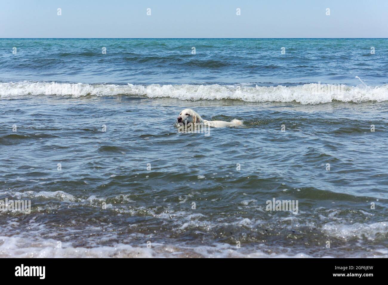 A dog swimming on the waves of the sea. Dog playing on the sea. A big ...