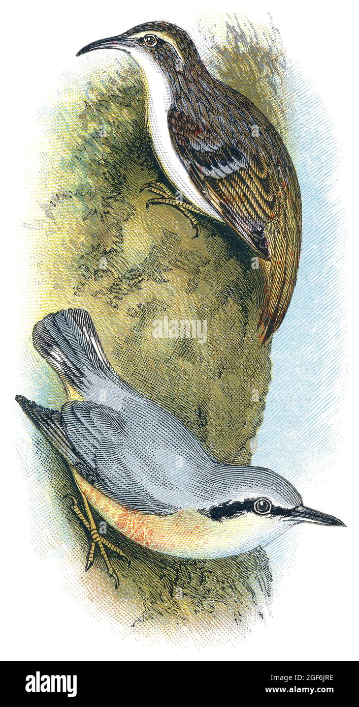 Treecreeper Or Nuthatch