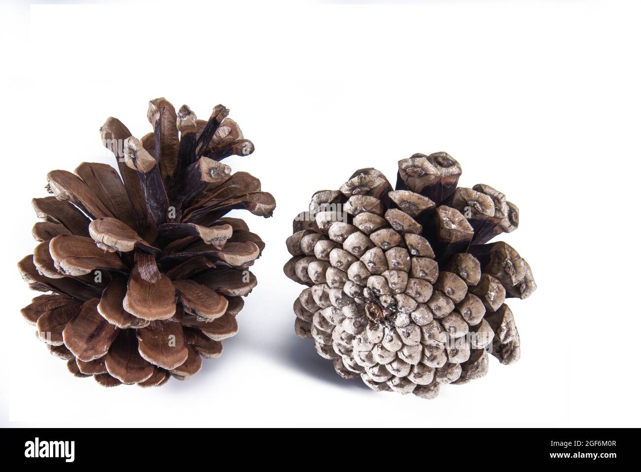pine cone duo isolated on white background Stock Photo - Alamy