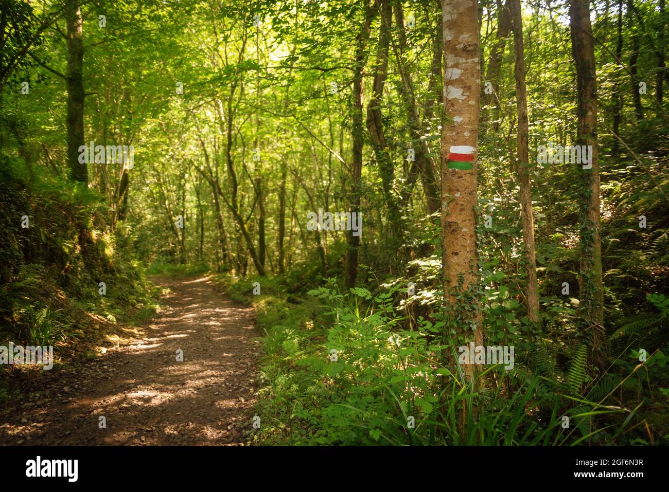 trail signs in a forest Stock Photo - Alamy