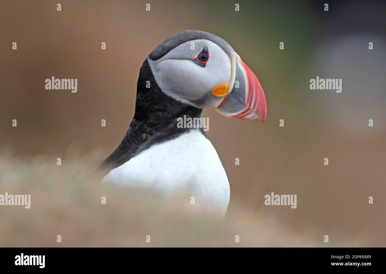 The atlantic puffin lives on the ocean and comes for nesting and ...