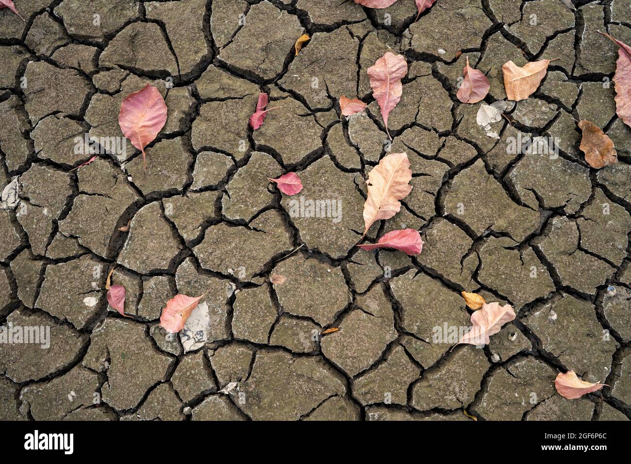 Top view of cracked dry ground with fallen autumn leaves Stock Photo ...