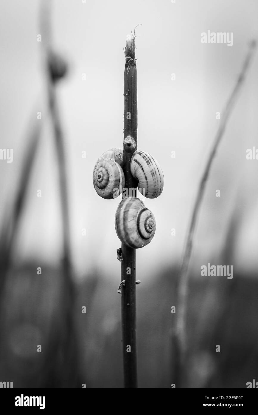 Grayscale of white snails on a stem against a blurred background Stock ...