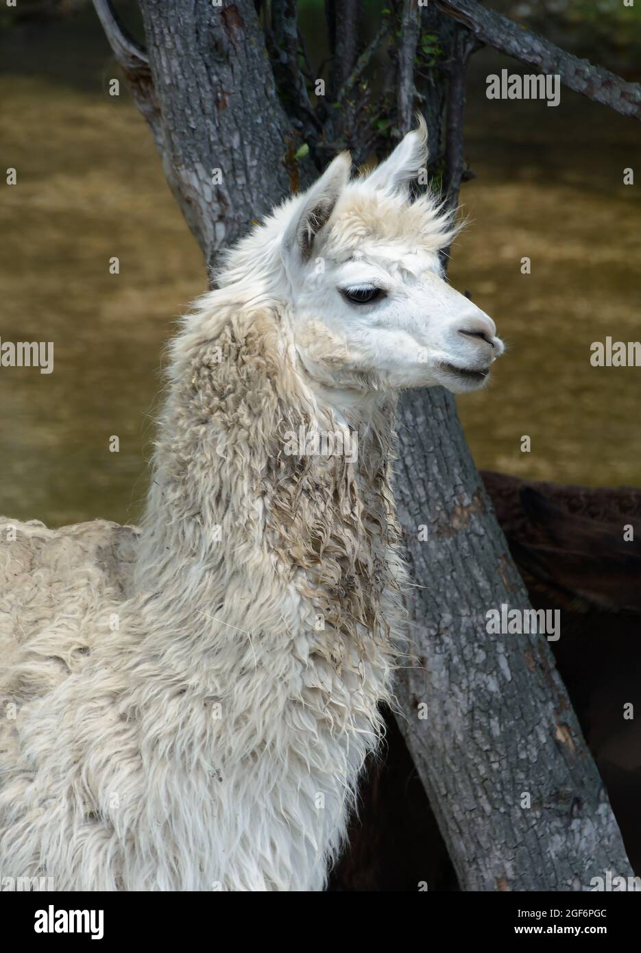 Portrait of llama Lama glama in natural conditions. Side view Stock ...