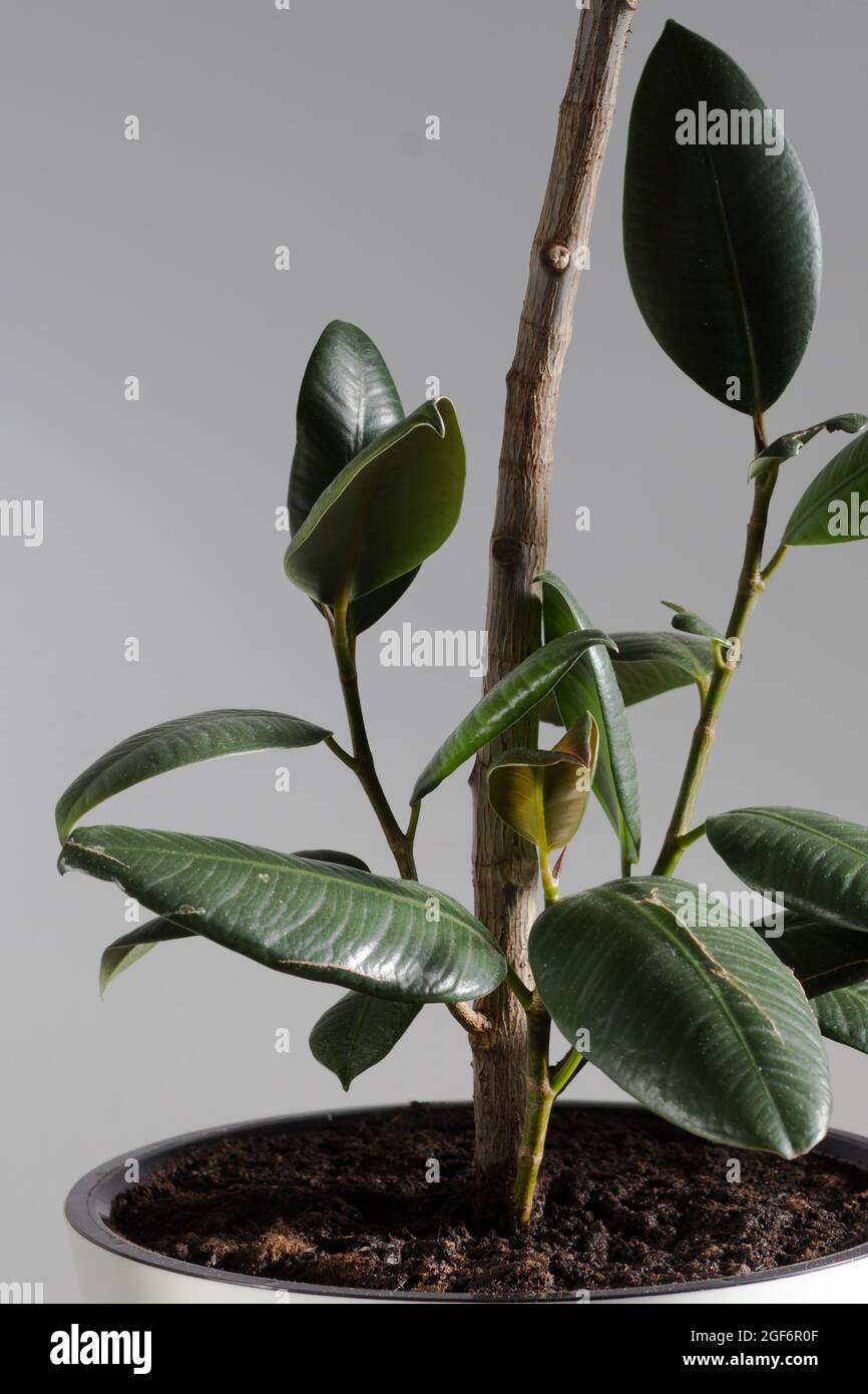 New sprouts of ficus on trunk of plant on white background Stock Photo ...