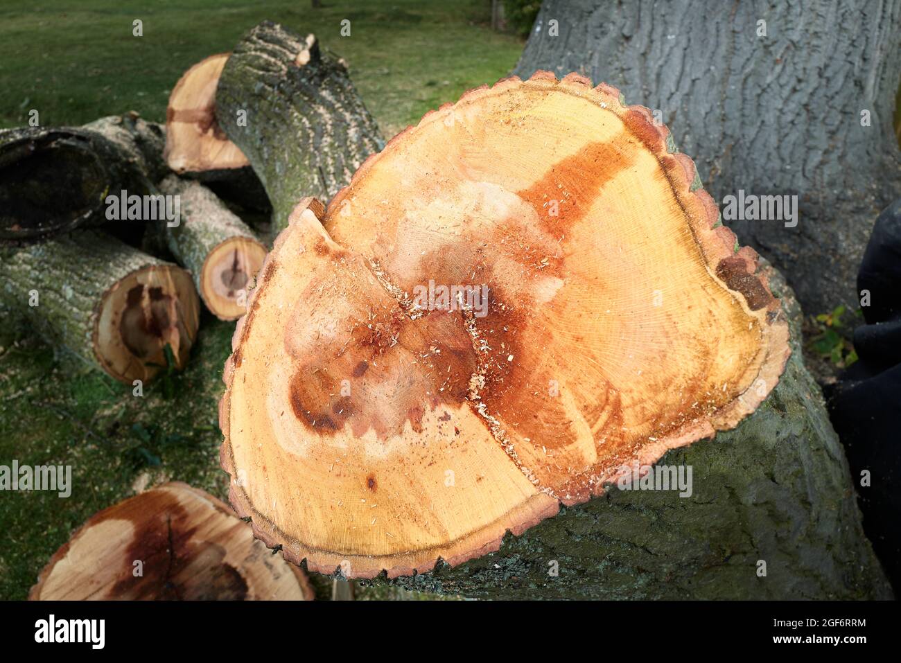 Tree cross section oak hi-res stock photography and images - Alamy