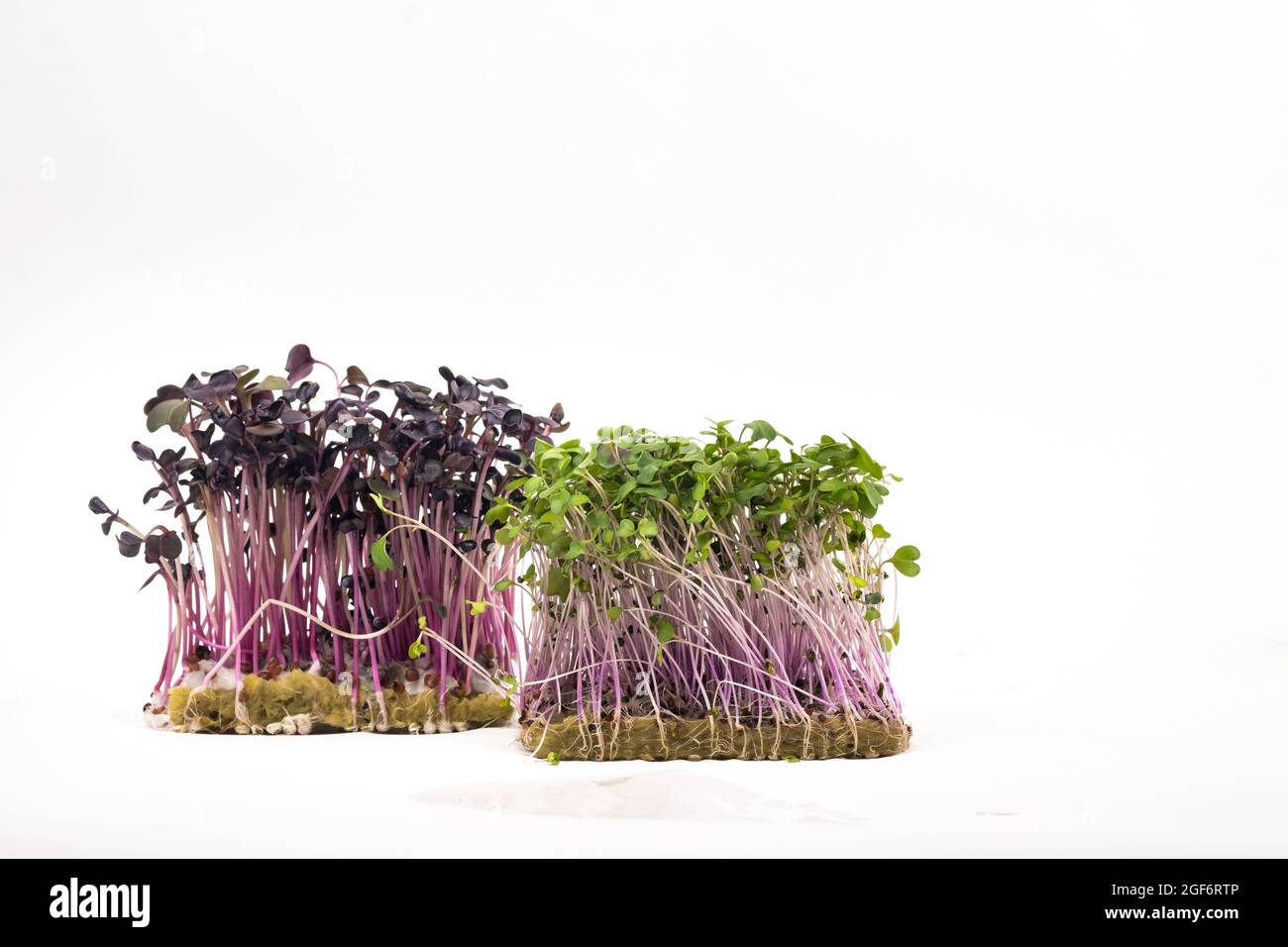 Micro-green seed seedlings on a white isolated background Stock Photo ...