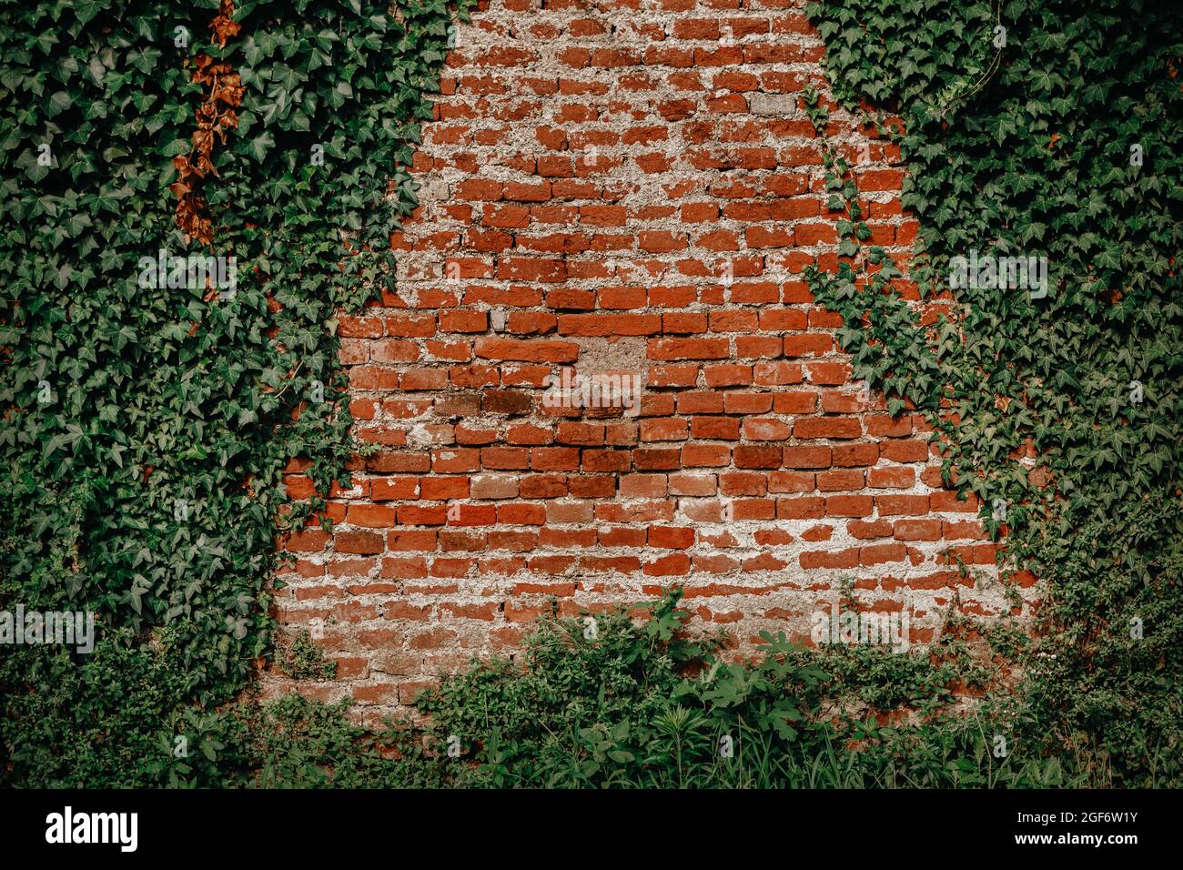 Vintage red brick wall background overgrown with ivy Stock Photo - Alamy
