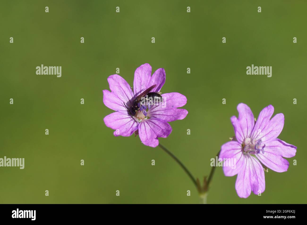 Small, black bee Hylaeus, subfamily Hyaline, family Colletidae. On ...