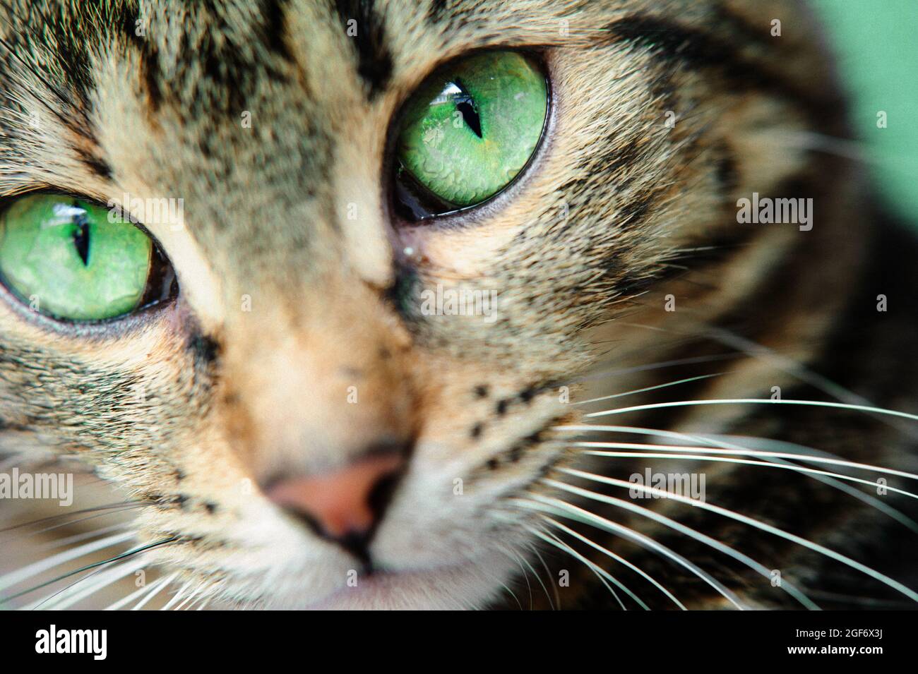 A macro shot of a young tabby cat's face. Focus on his gorgeous green ...
