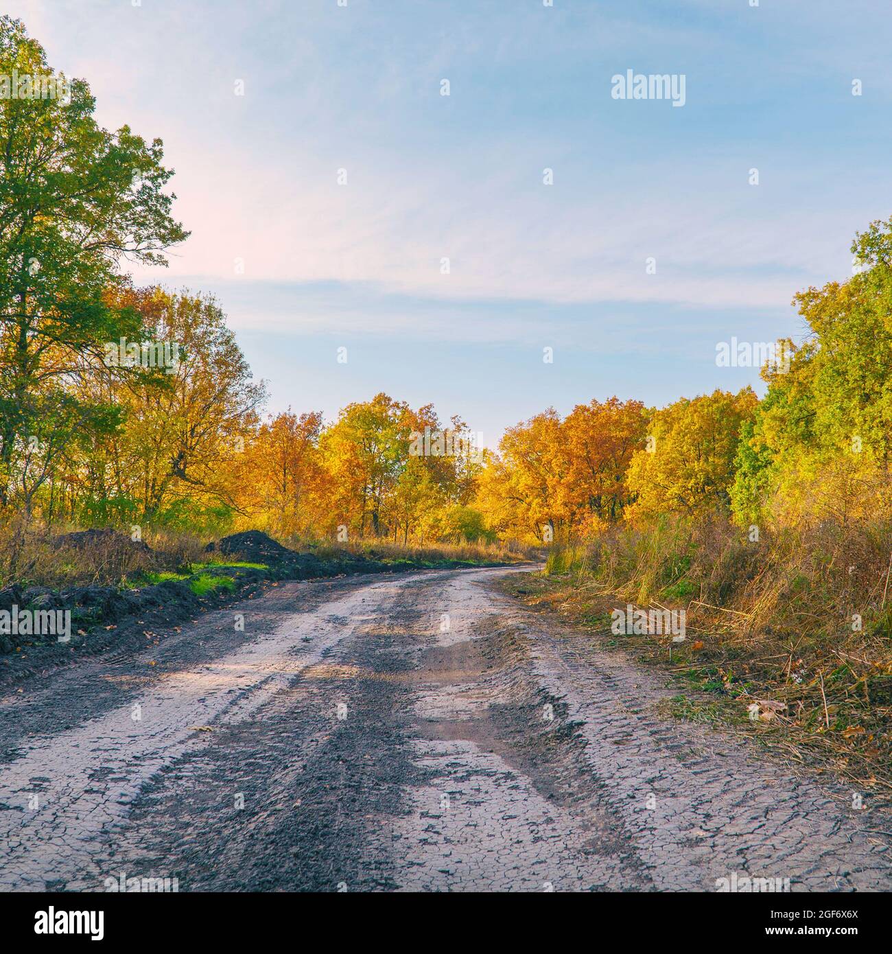 Country forest road in front of a beautiful lush autumn forest with ...