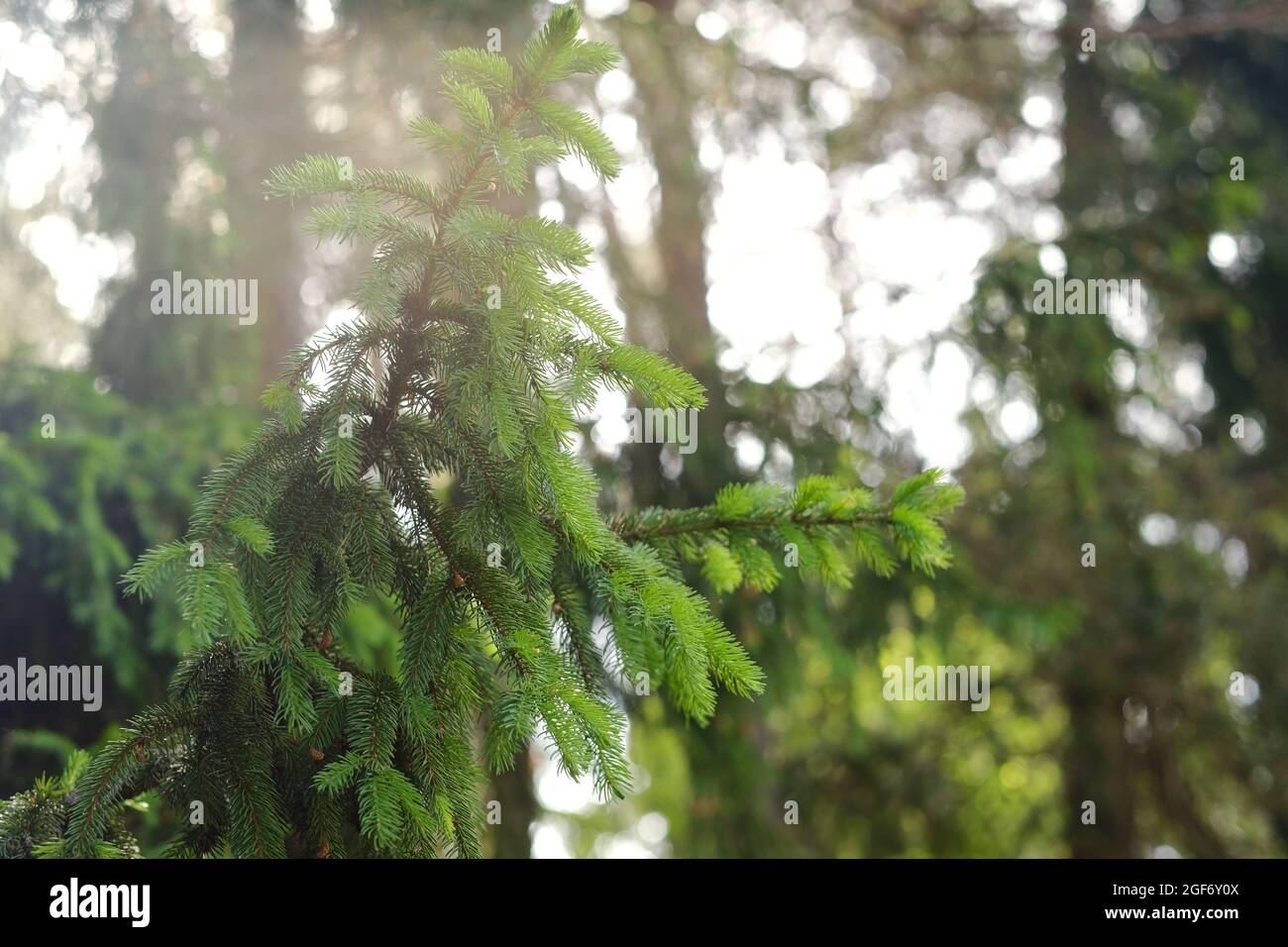 Spruce branch close up trees hi-res stock photography and images - Alamy