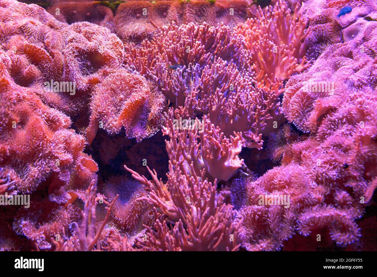 Pink underwater blooming . Coral reef polyps in transparent water Stock ...