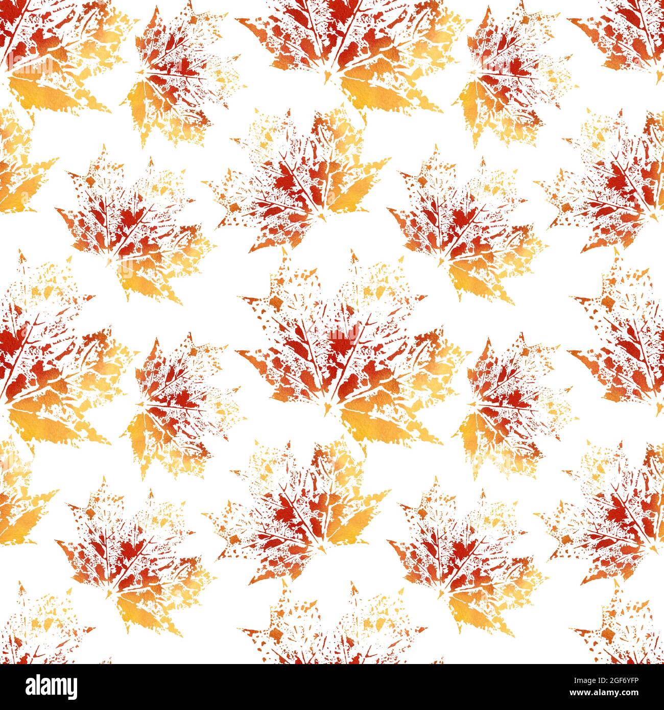 Seamless pattern with autumn maple leaves. Watercolor imprint of a maple leaf. On white ...