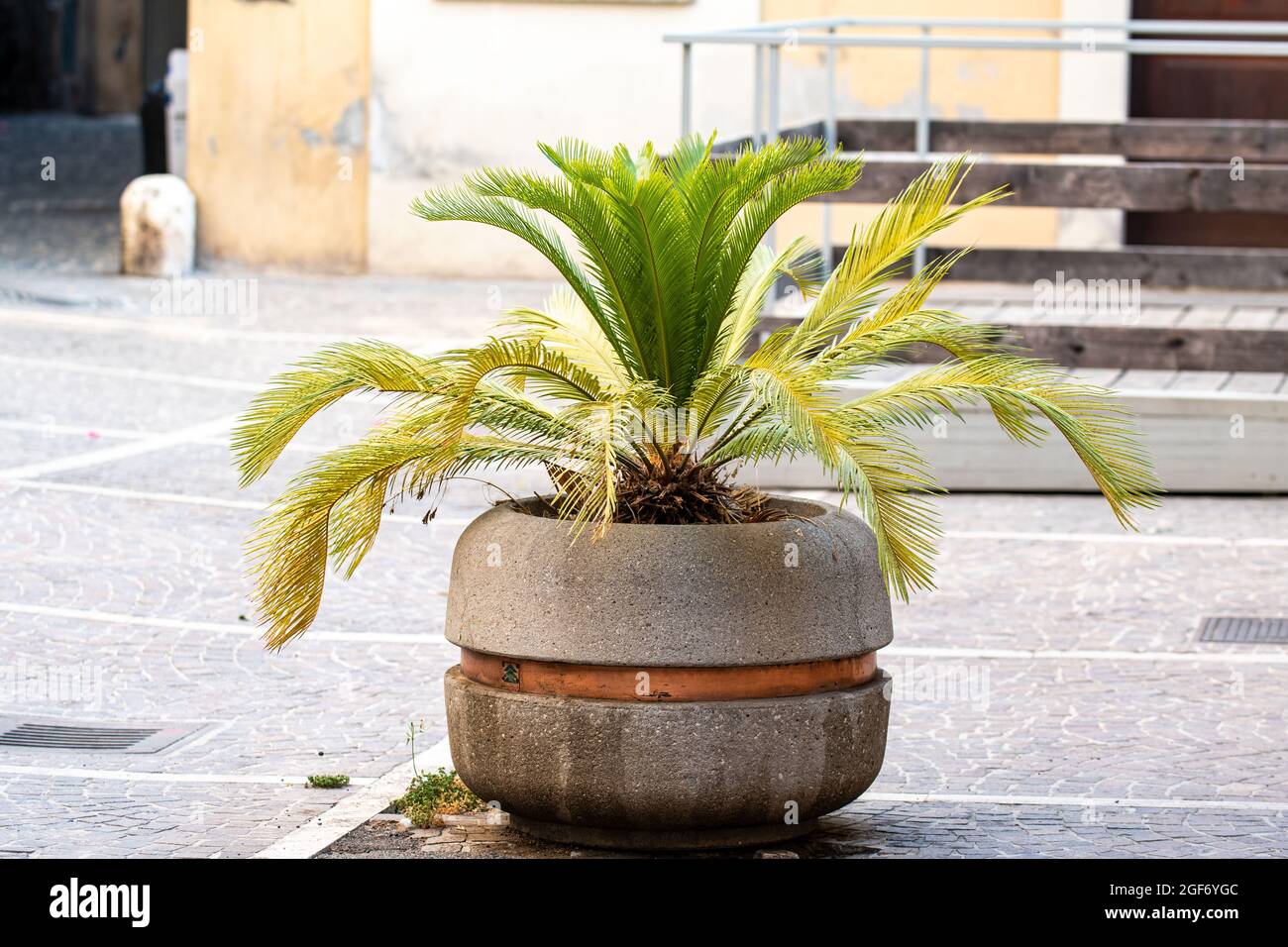 plant on a planter in the city center used as a traffic divider Stock ...