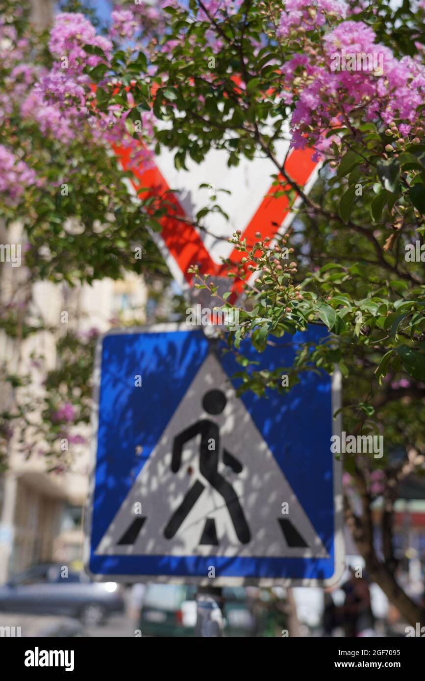 Jacaranda trees in bloom pretoria hi-res stock photography and images ...