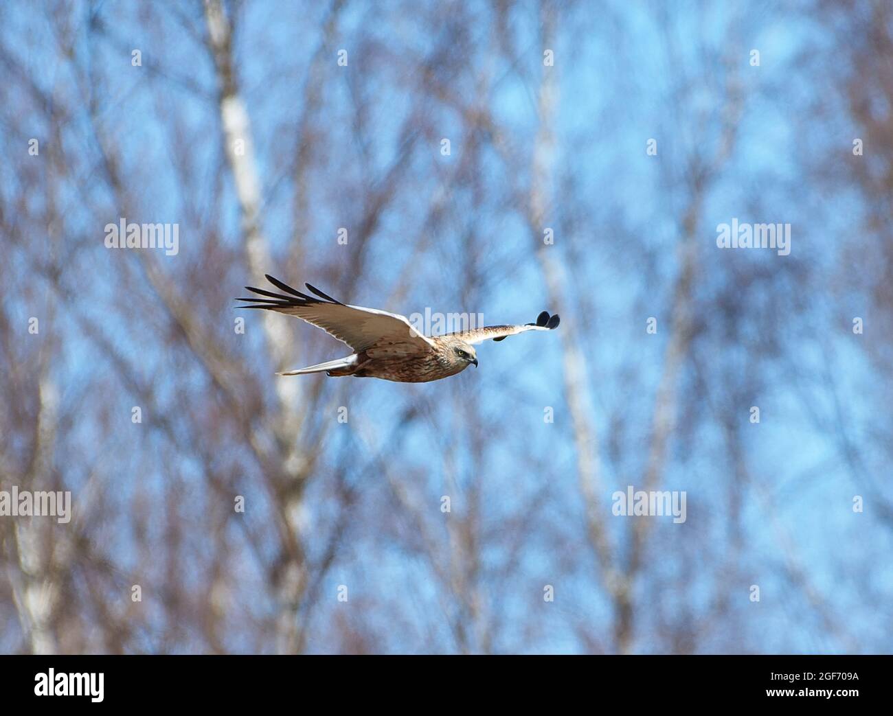 Western marsh harrier searching for a prey in the forest with birch ...