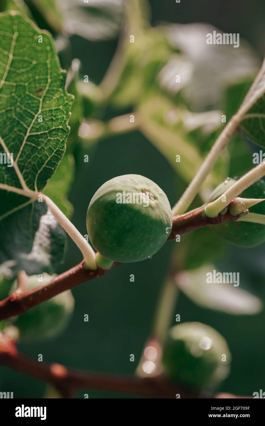 Figs ripening on a tree with fig leaves all around Stock Photo - Alamy