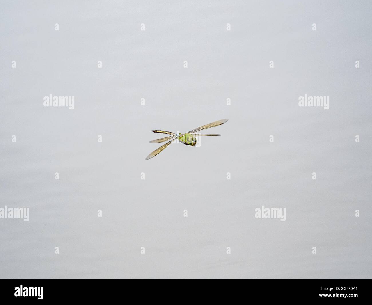 Lesser emperor dragonfly hovers over a small pond in a park near ...