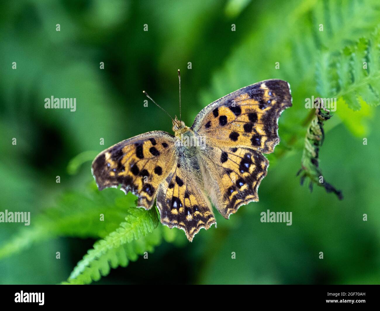 Asian comma butterfly hi-res stock photography and images - Alamy