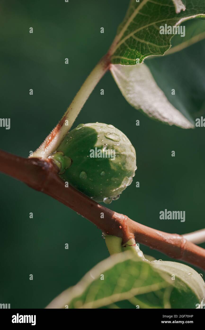 Figs ripening on a tree with fig leaves all around Stock Photo - Alamy