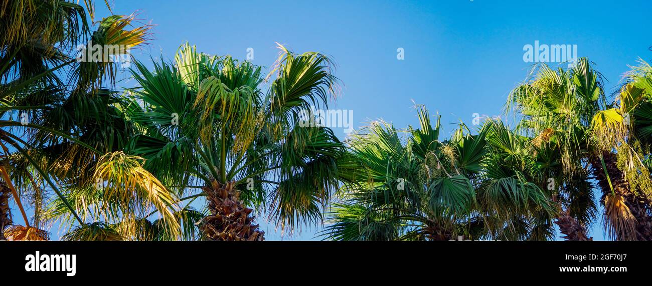 Palm Trees Twitter Header