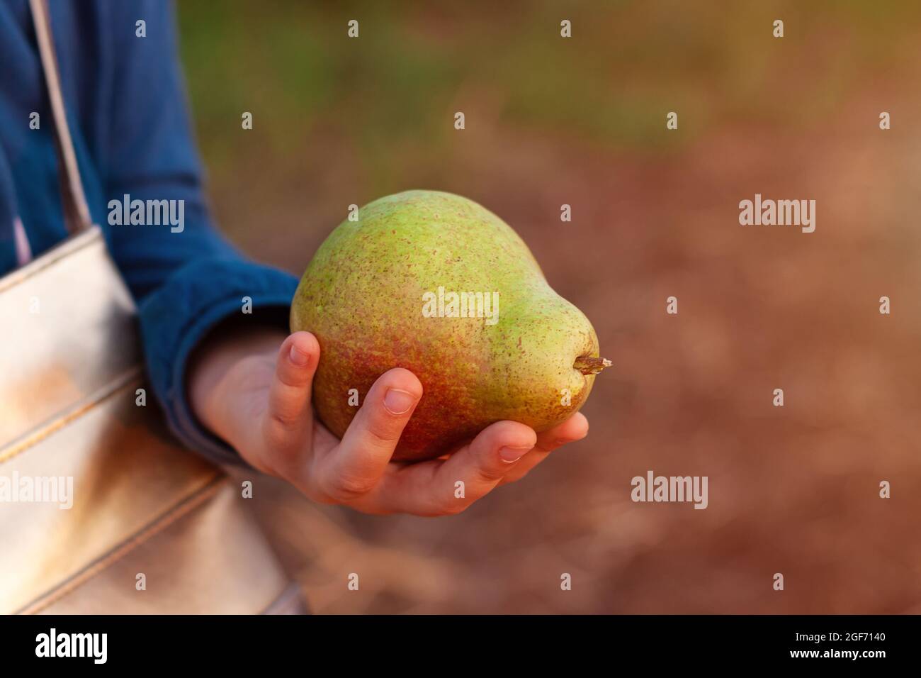Big pear in child hand on sunset. Ripe fruit close up in sunlight ...