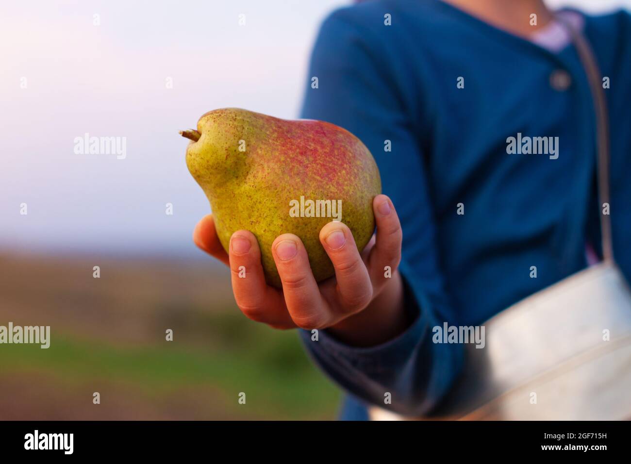 Big pear in child hand on sunset. Ripe fruit close up in sunlight ...