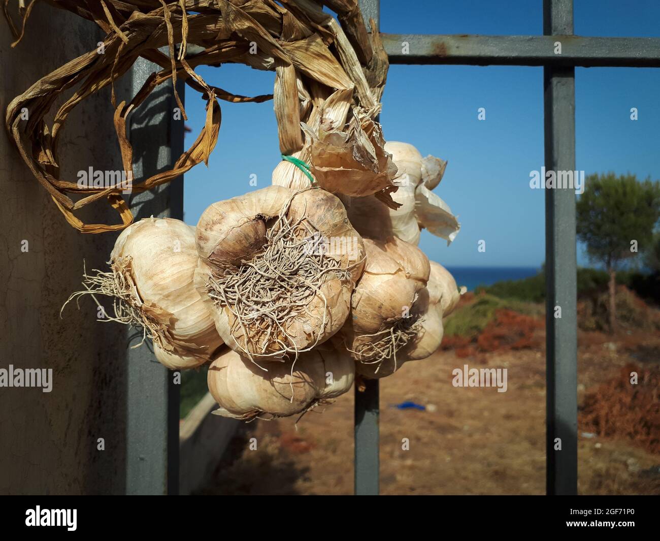 Bunch of dried garlic hanging on a metal fence Stock Photo - Alamy