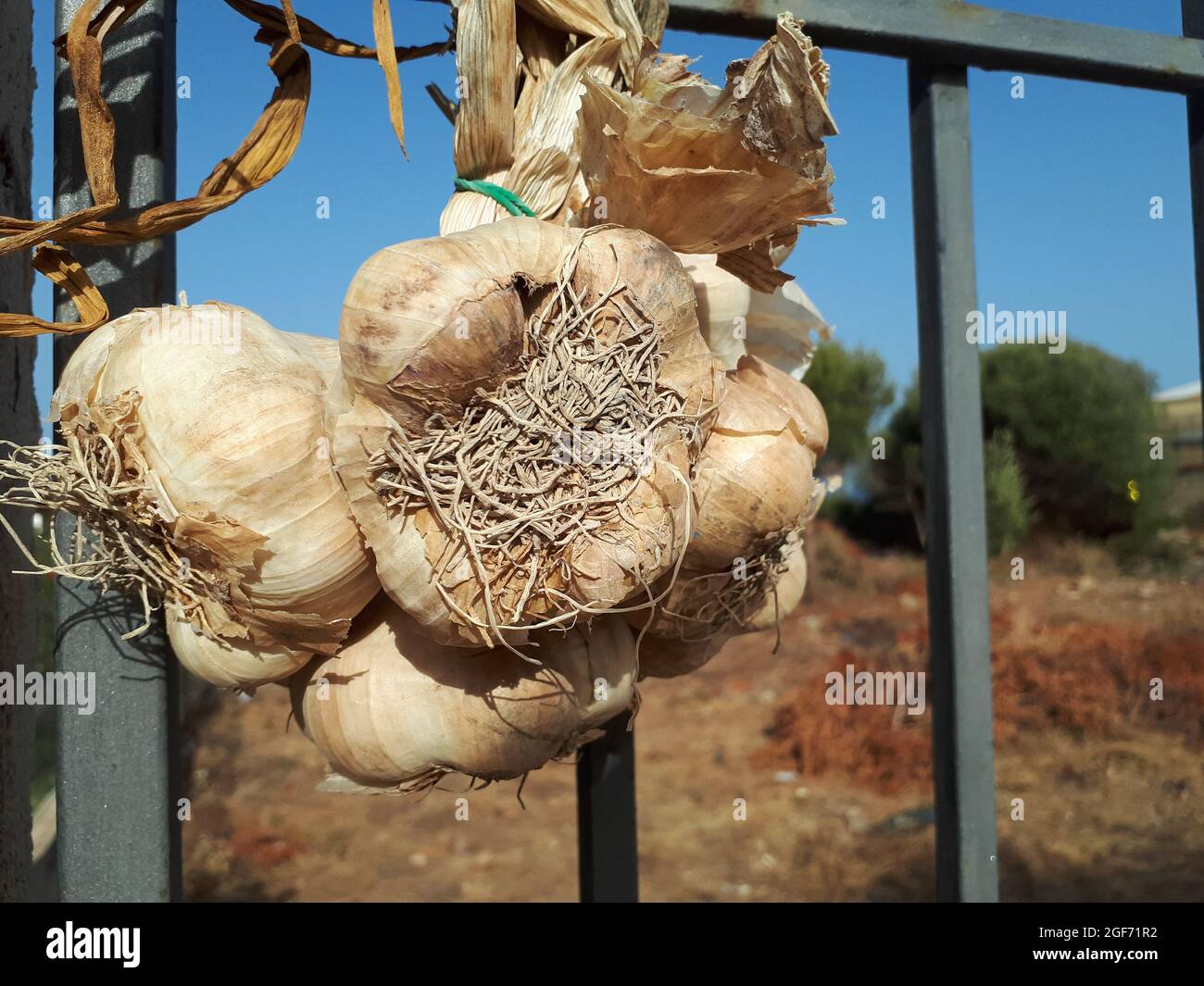 Bunch of dried garlic hanging on a metal fence Stock Photo - Alamy