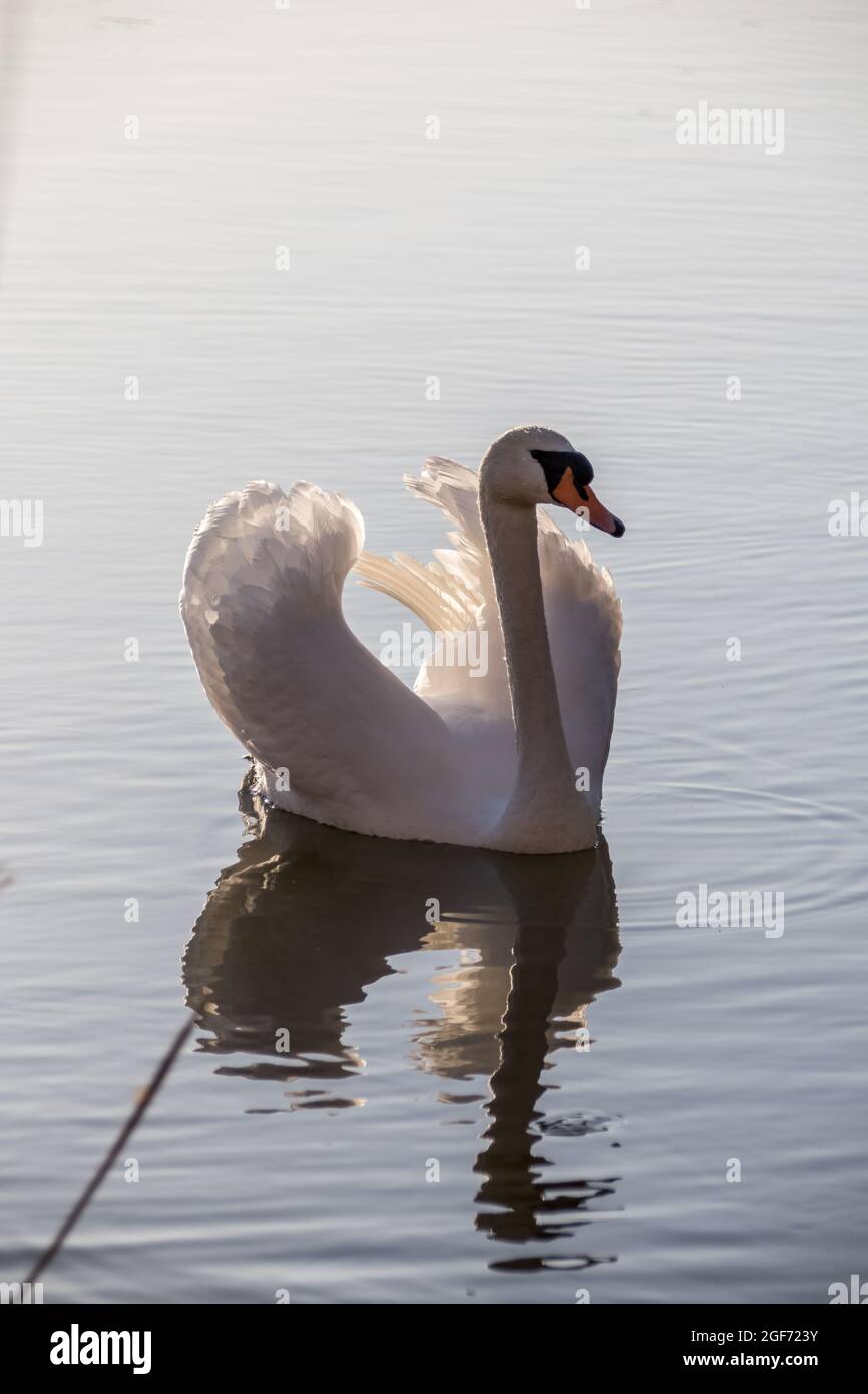 Vertical shot of a beautiful swan in the lake Stock Photo - Alamy