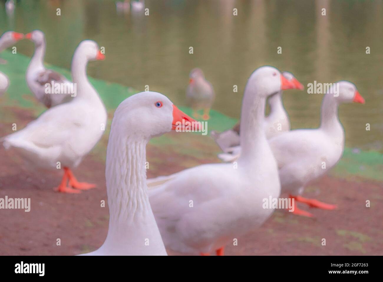 White peking hi-res stock photography and images - Alamy