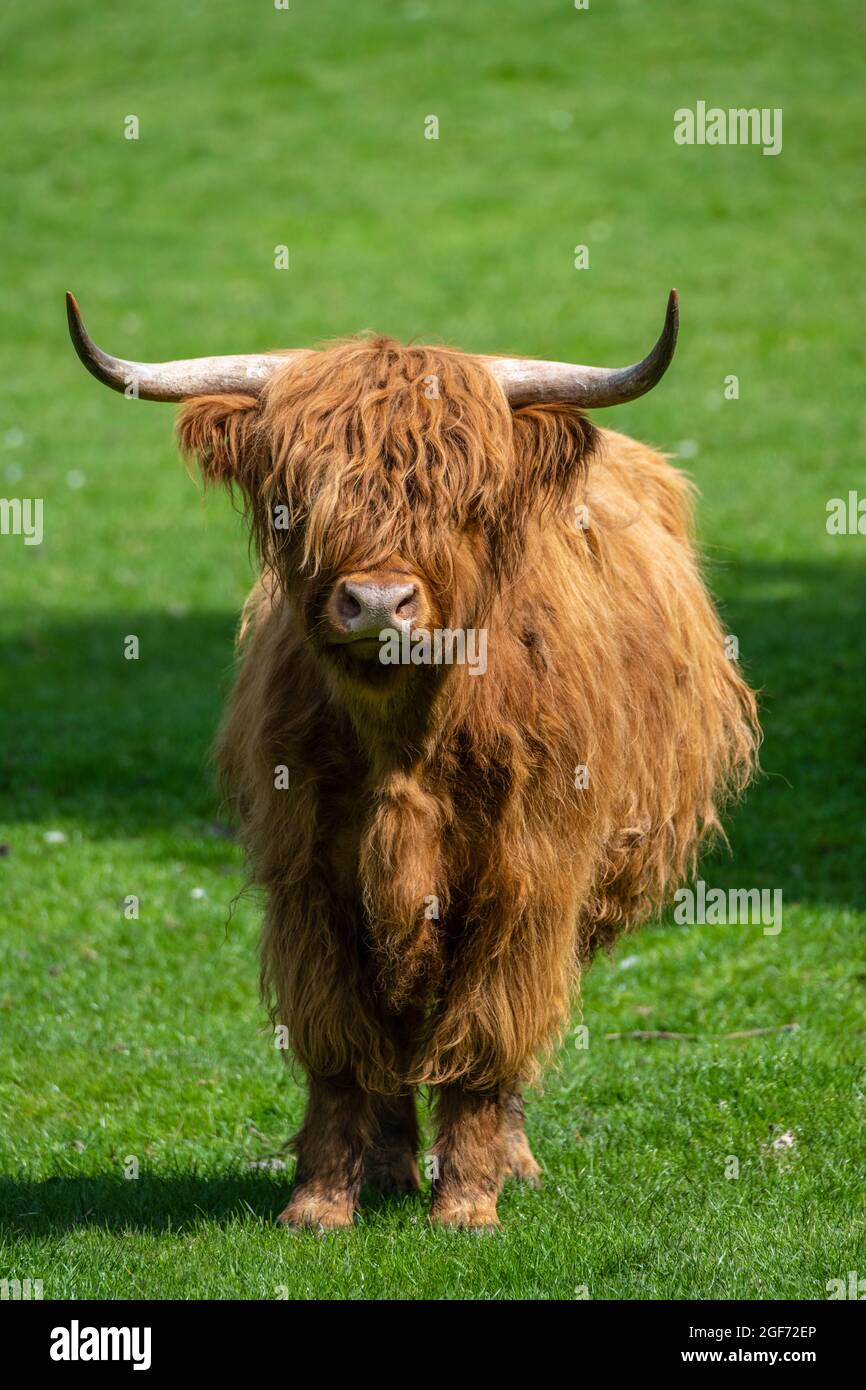 Long-haired highland cow in field in Dalmeny Estate near South ...