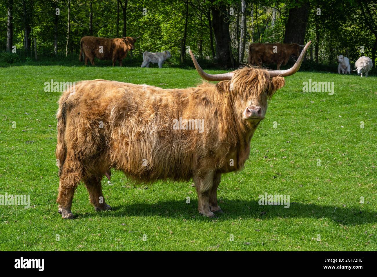 Long haired cattle hi-res stock photography and images - Alamy