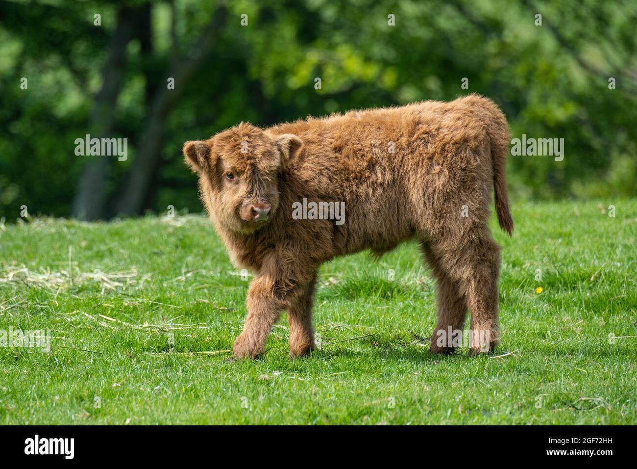 Highland calf hi-res stock photography and images - Alamy