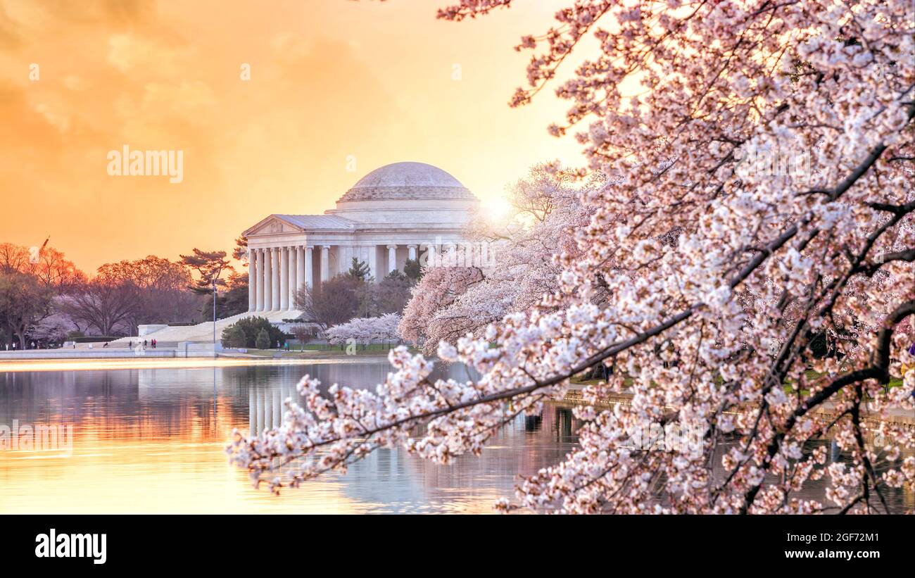 the Jefferson Memorial during the Cherry Blossom Festival. Washington, DC Stock Photo - Alamy