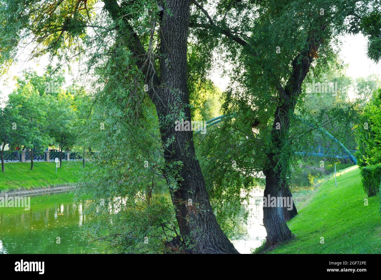 Green Riverside with Trees and Grass Stock Photo - Alamy