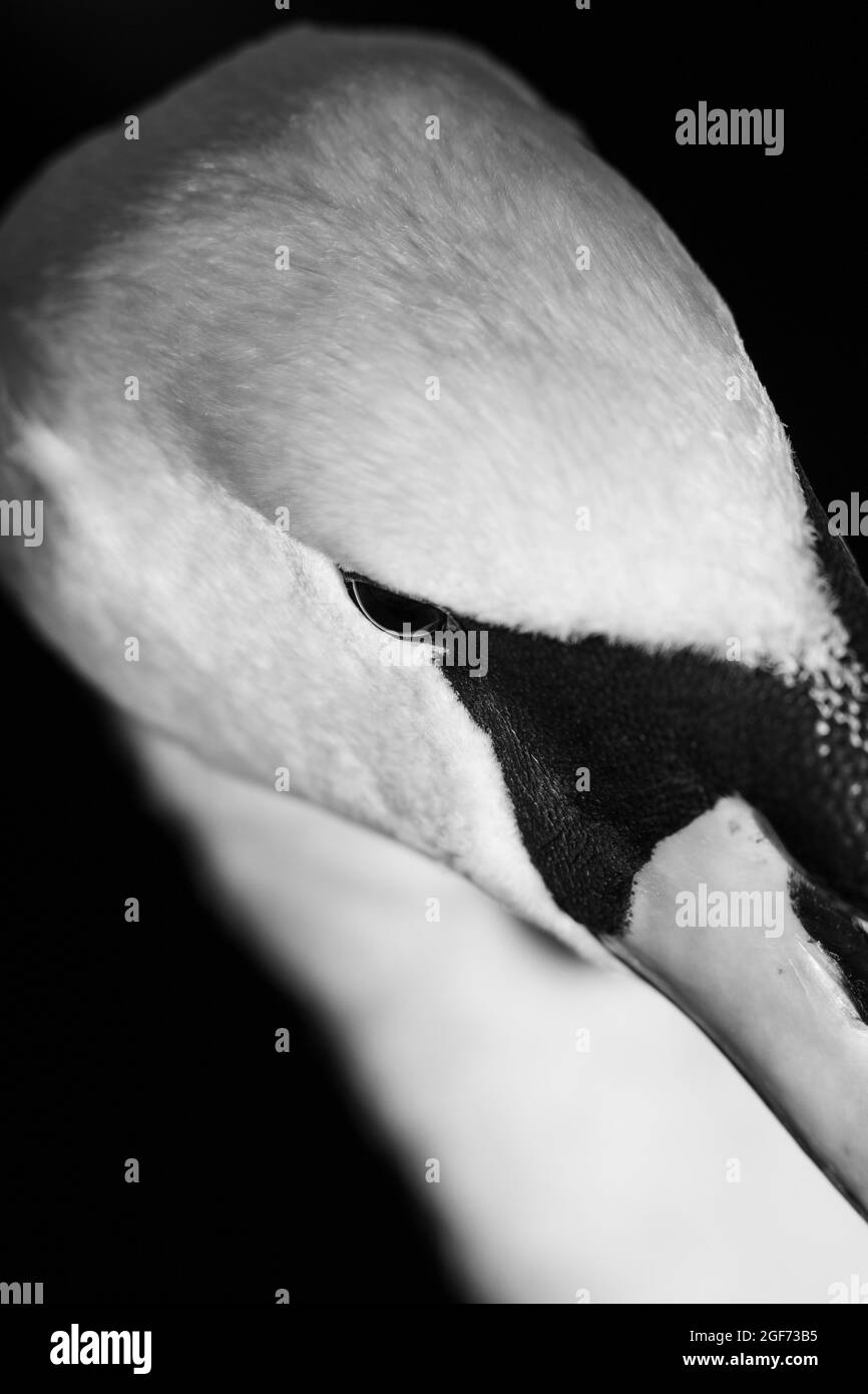 Vertical grayscale shot of the head of a swan Stock Photo - Alamy