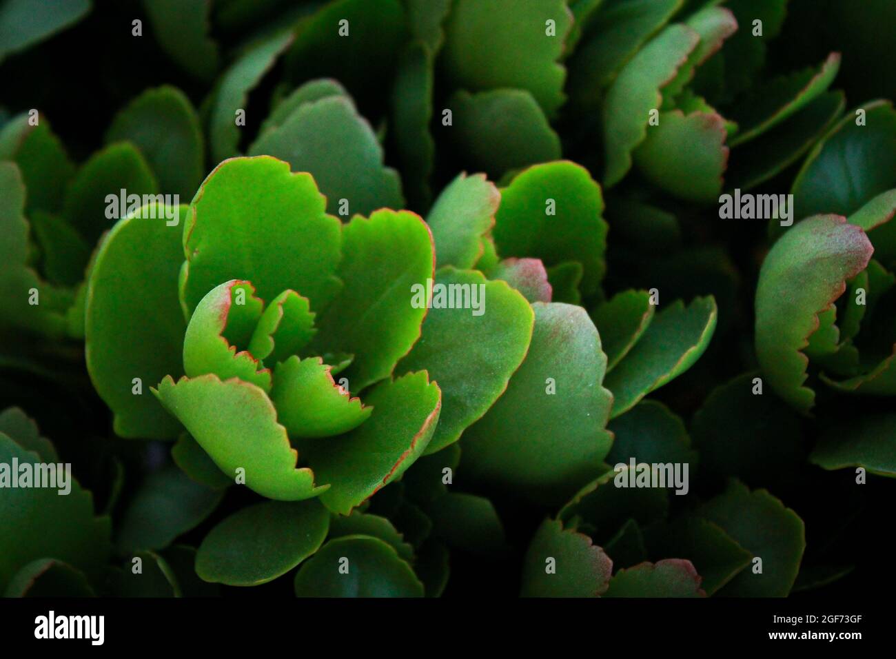 Green Leafs Looking So Pretty Stock Photo - Alamy