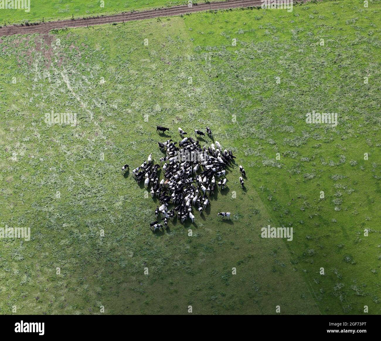 aerial view of Holstein Friesian cows huddled together in a field in ...