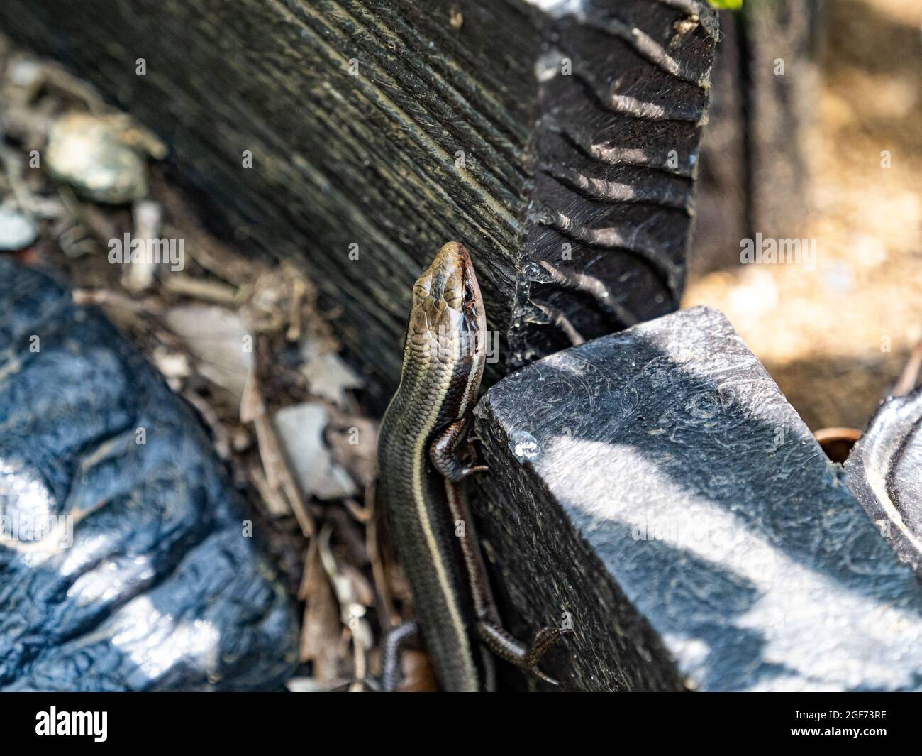 Japanese lizard hi-res stock photography and images - Alamy
