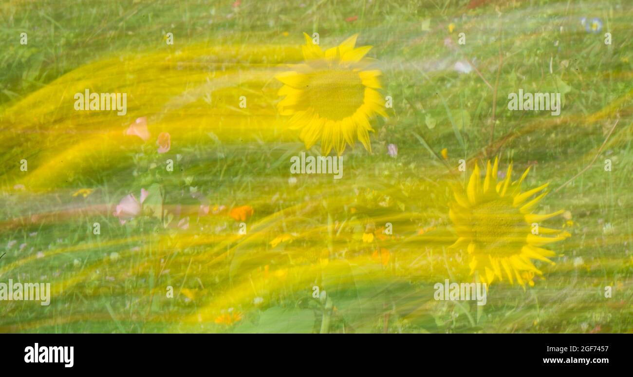 24 August 2021, Lower Saxony, Nordstemmen: Sunflowers grow on a ...