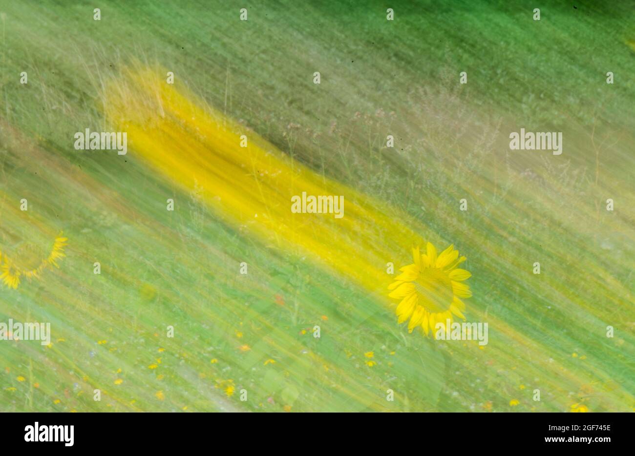 24 August 2021, Lower Saxony, Nordstemmen: Sunflowers grow on a ...