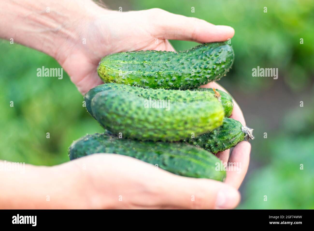 male hands are holding fresh, ripe cucumbers. Farmer harvesting concept ...