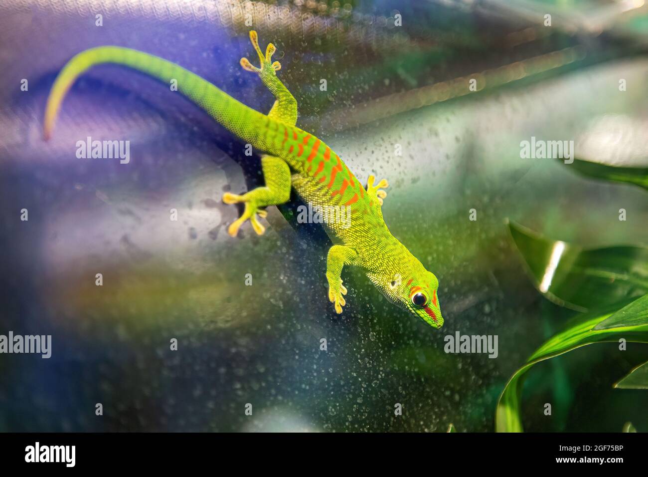 Small green and yellow Madagascar day gecko sit on the branch close-up ...