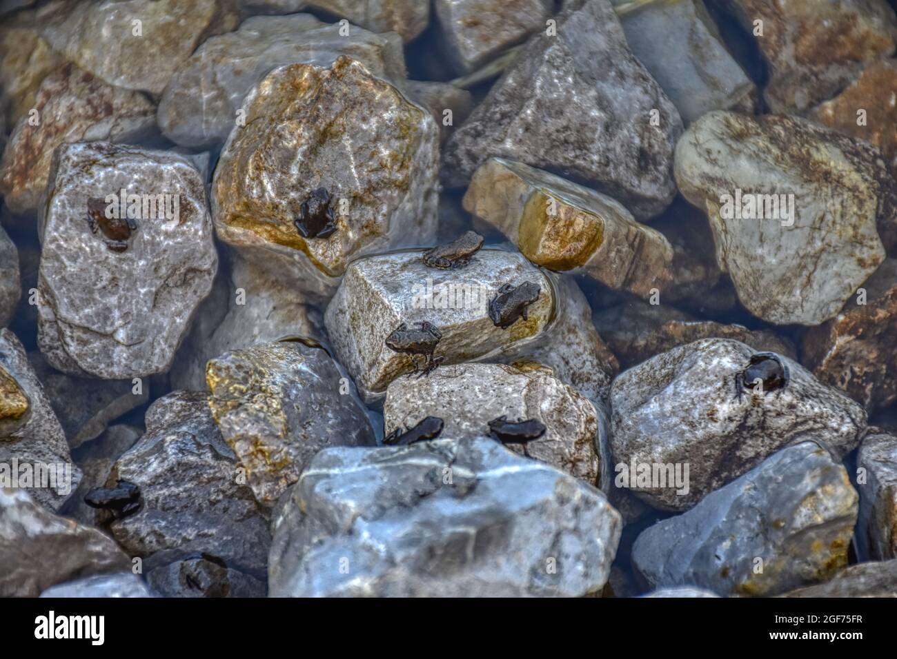 Kaulquappe frosch entwicklung hi-res stock photography and images - Alamy