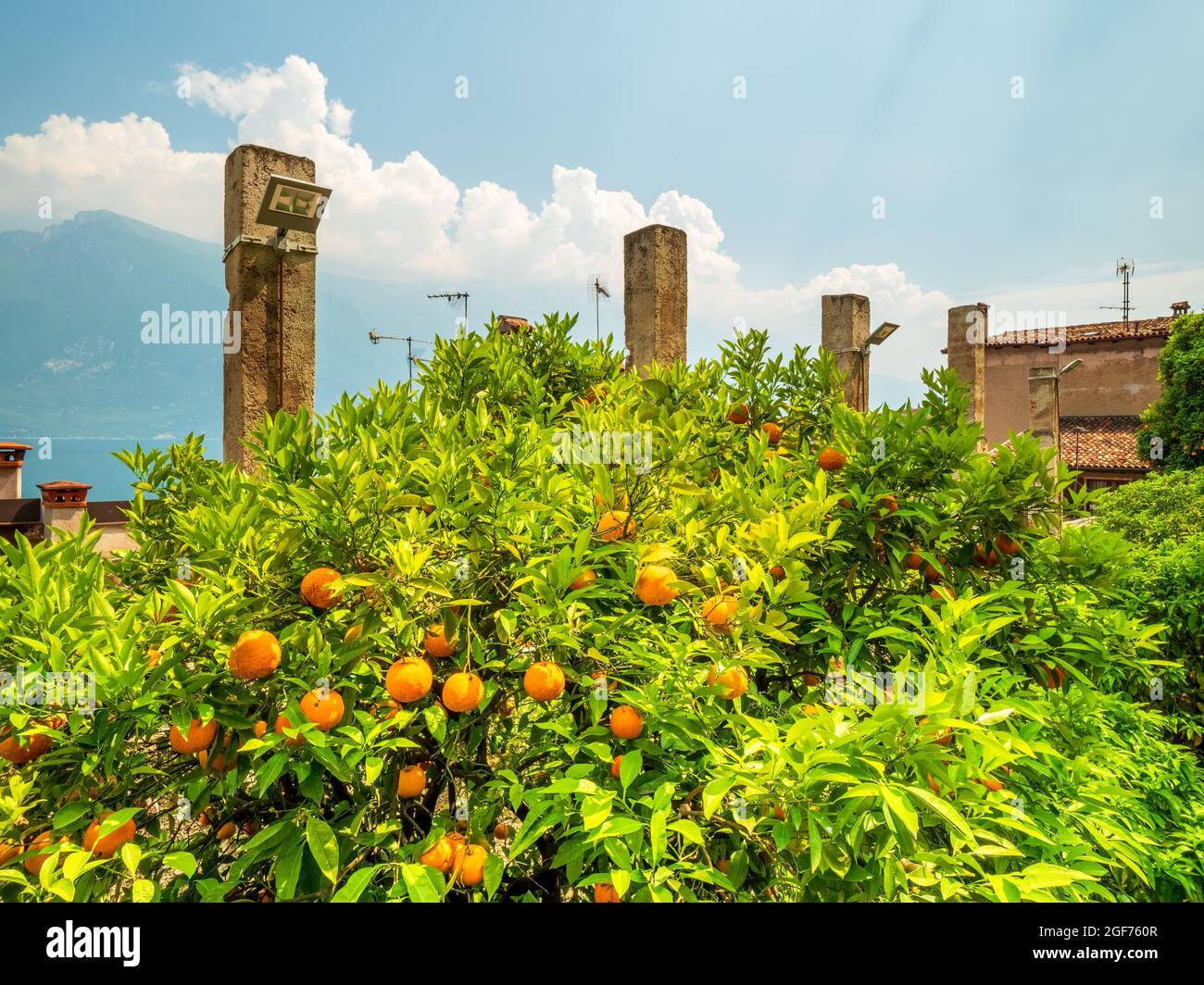 Limonaia gardasee hi-res stock photography and images - Alamy