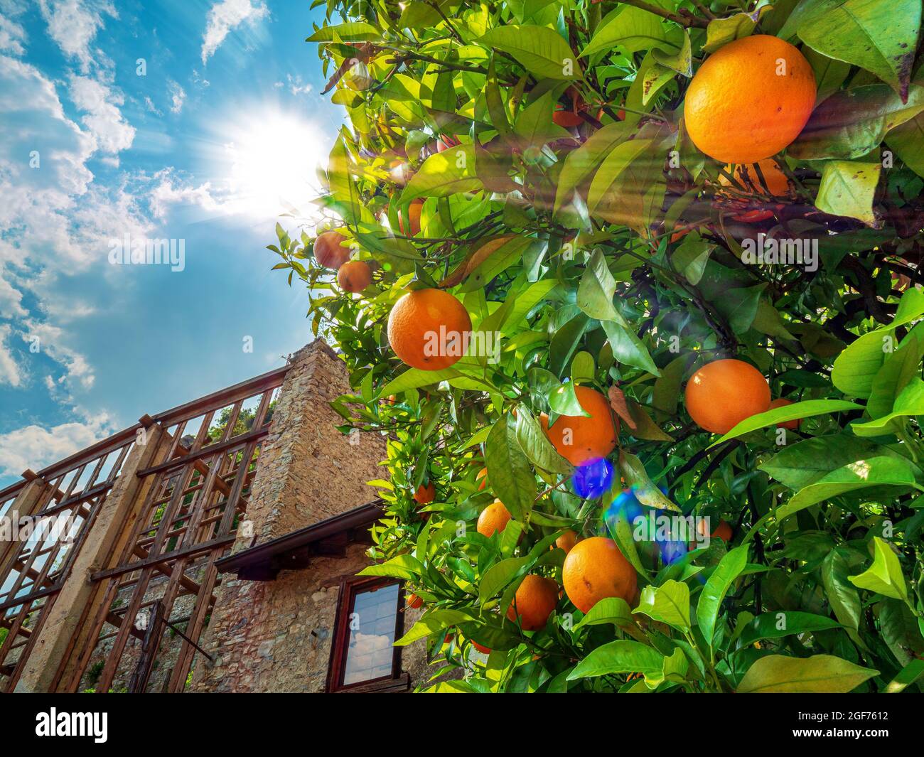Limonaia gardasee hi-res stock photography and images - Alamy